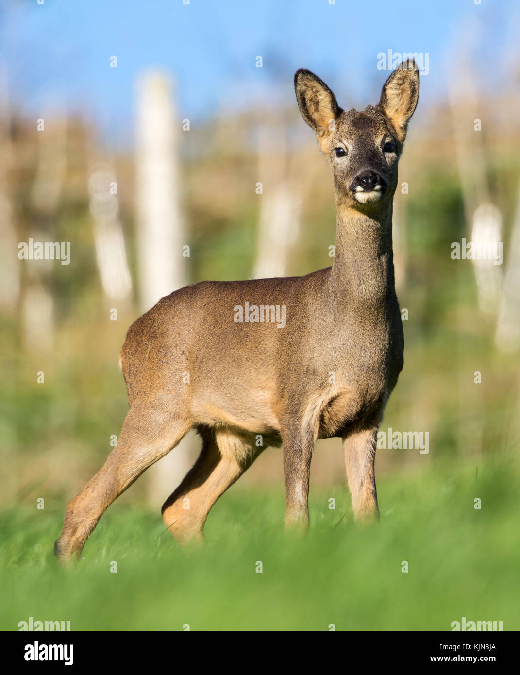 Roe Deer doe at Langley Hill Winchcombe Stock Photo - Alamy