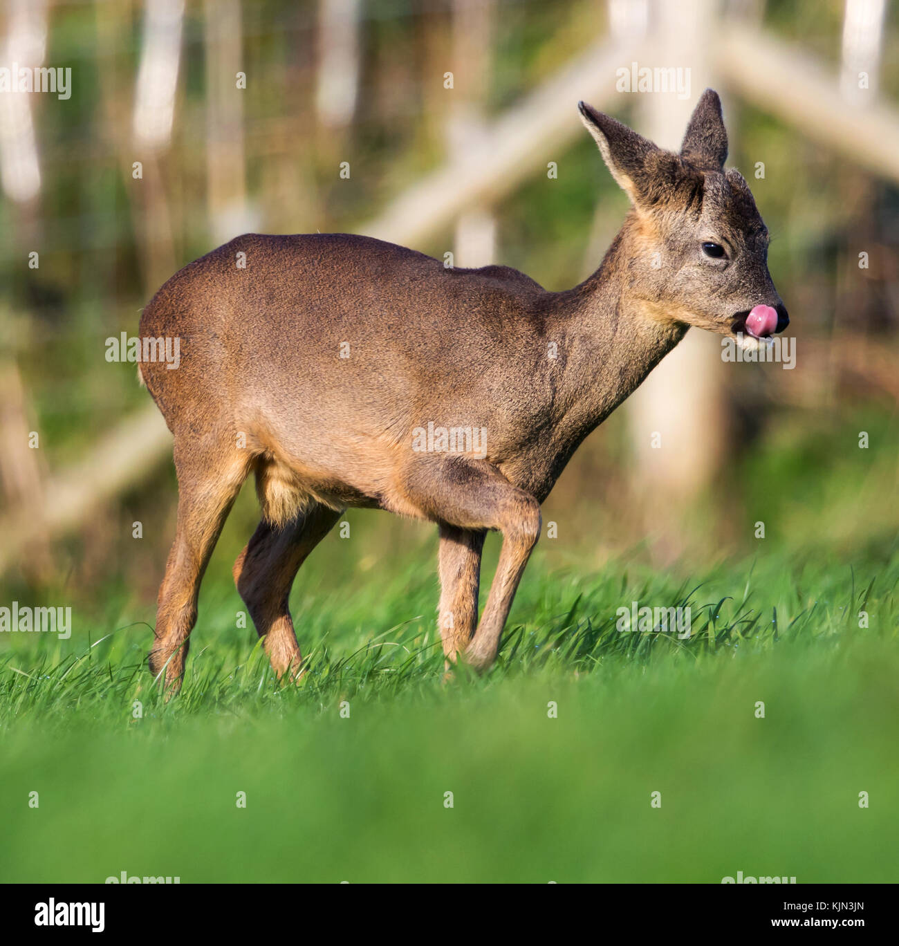 Roe Deer doe at Langley Hill Winchcombe Stock Photo - Alamy