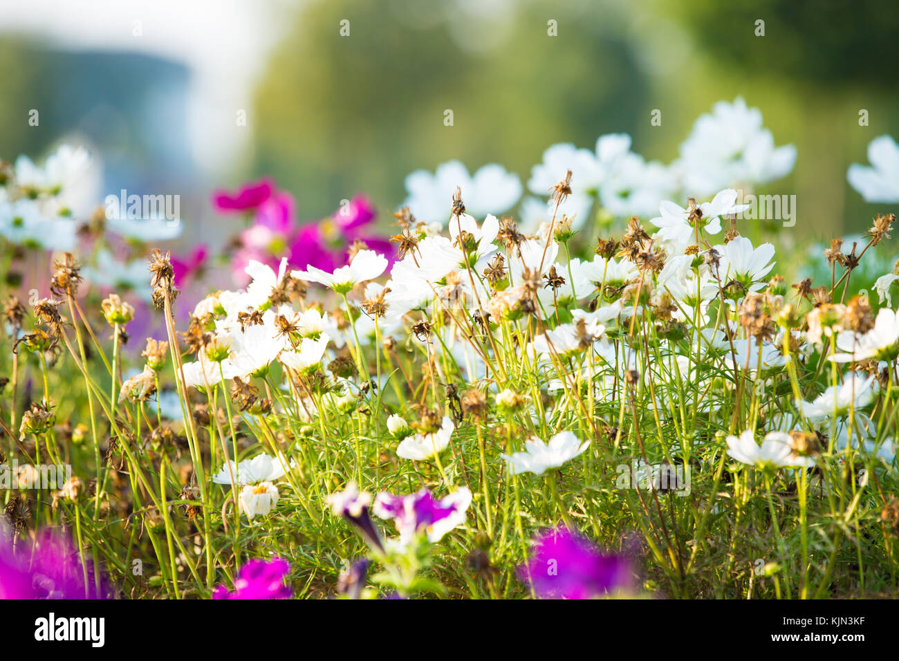 Daisies on the meadow Stock Photo - Alamy