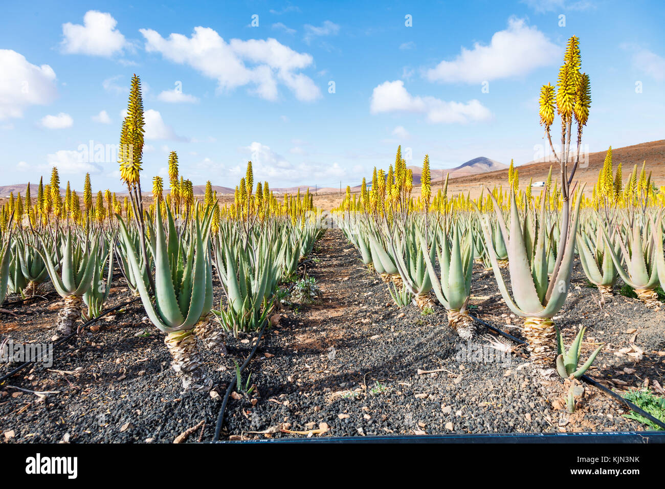 Aloe vera farm plantation Stock Photo - Alamy