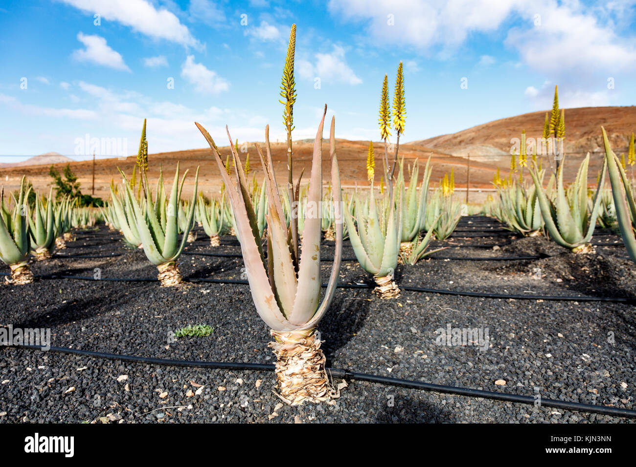 Aloe vera farm plantation Stock Photo - Alamy