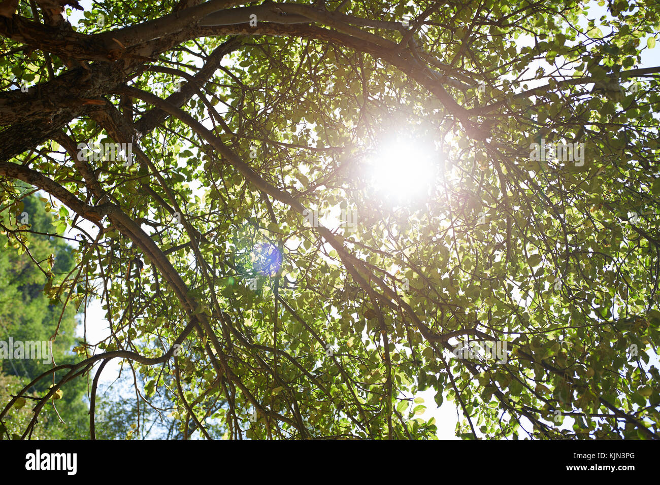 Low angle view at the apple tree with sun beam Stock Photo - Alamy