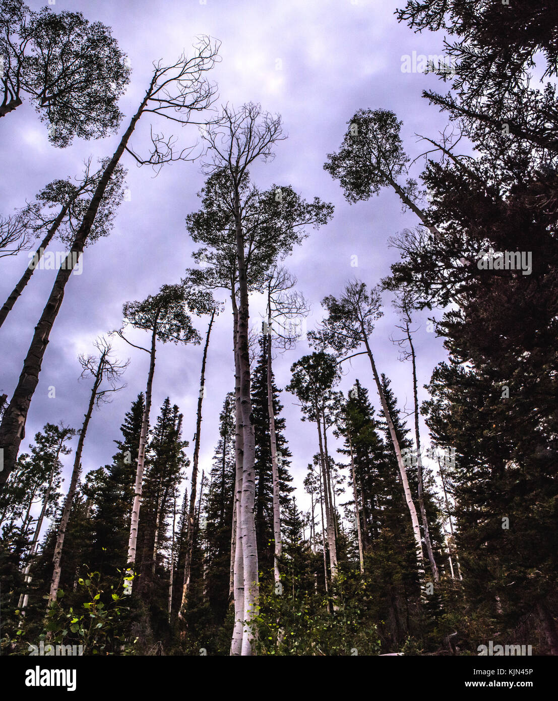 Converging Trees Stock Photos & Converging Trees Stock Images - Alamy