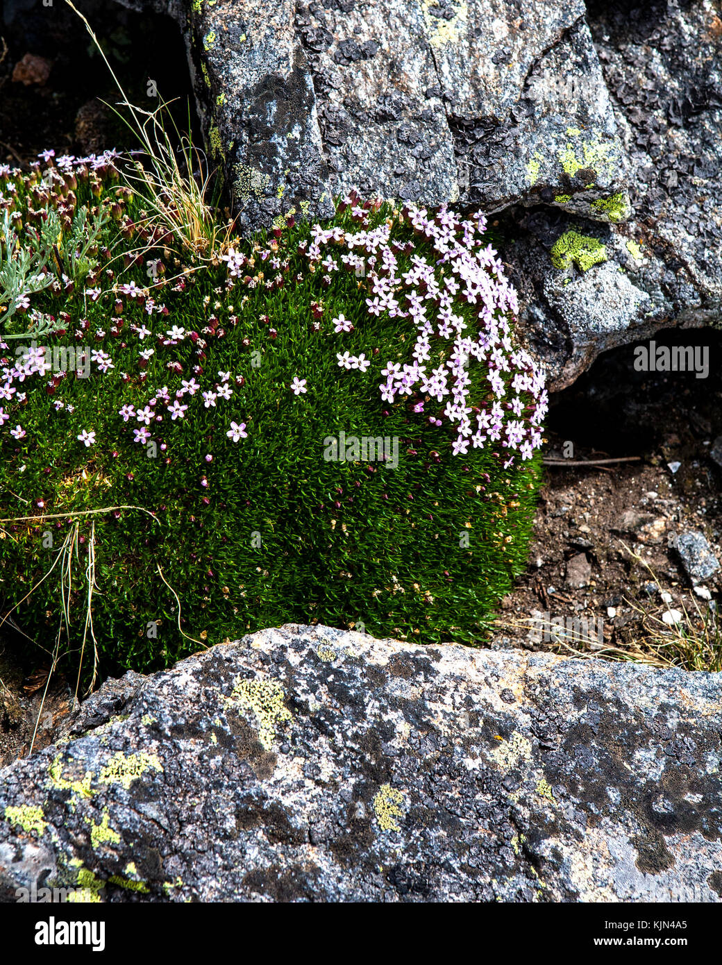 Mountains and tundra hi-res stock photography and images - Alamy