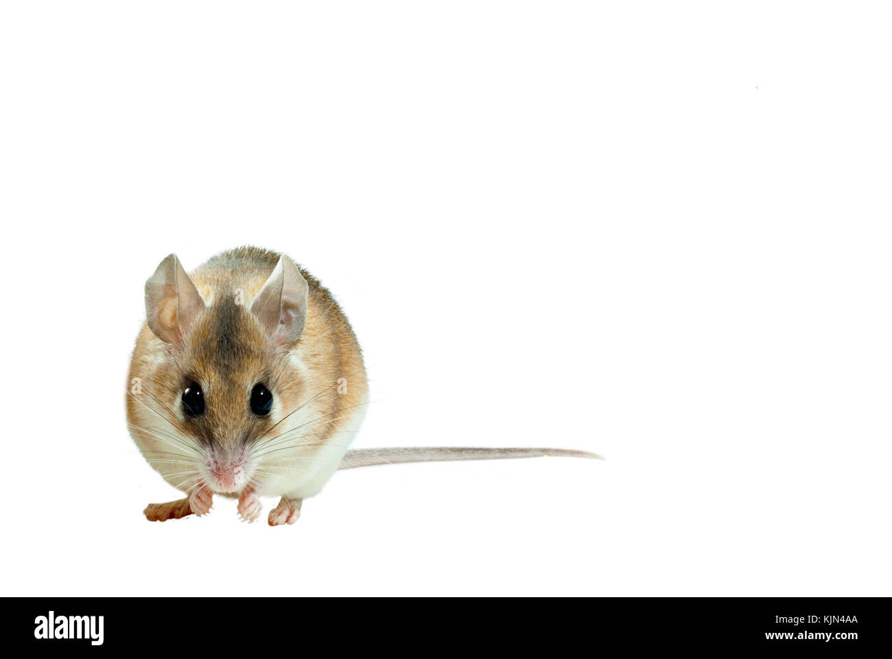 light yellow spiny mouse with white belly isolated sits and looks at ...
