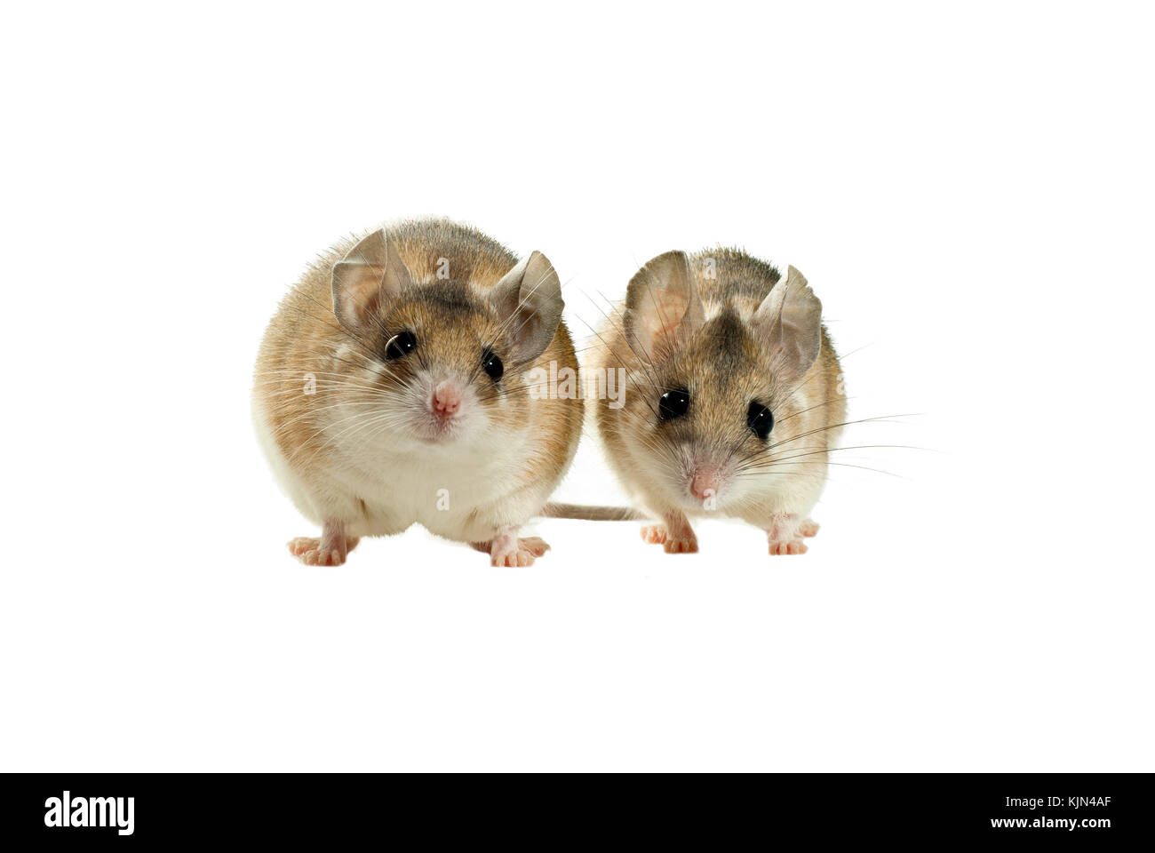 two cute isolated spiny mouses - thicker and thinner - looking at the ...