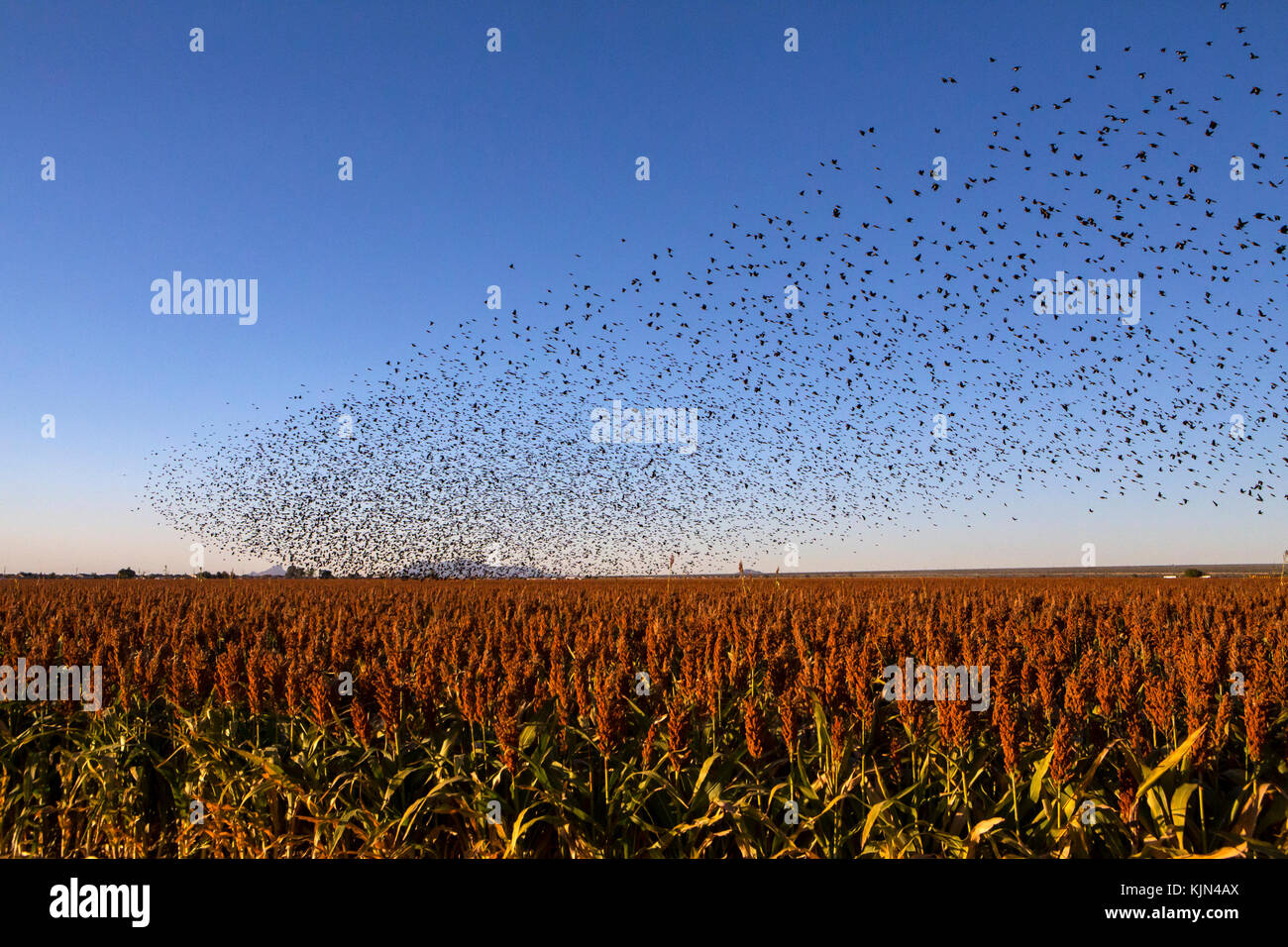 Blackbird flock hi-res stock photography and images - Alamy