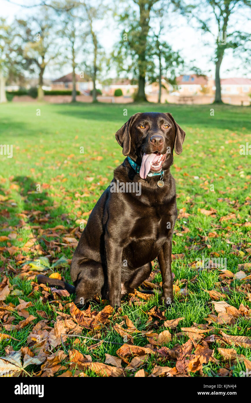 Full length shot of a Labrador sitting in the park having his picture ...