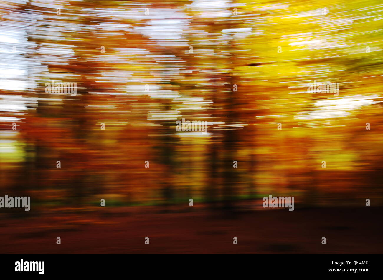 Forest out of beech trees during fall season Stock Photo - Alamy