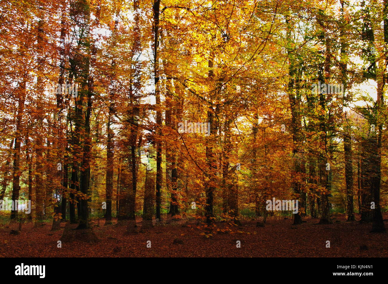 Forest out of beech trees during fall season Stock Photo - Alamy