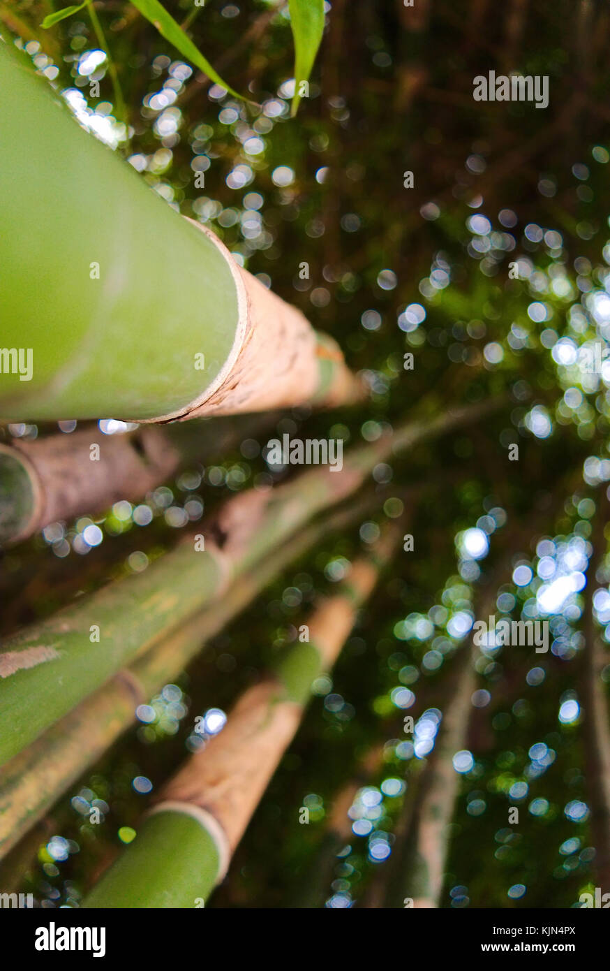 Stand of bamboo Stock Photo - Alamy