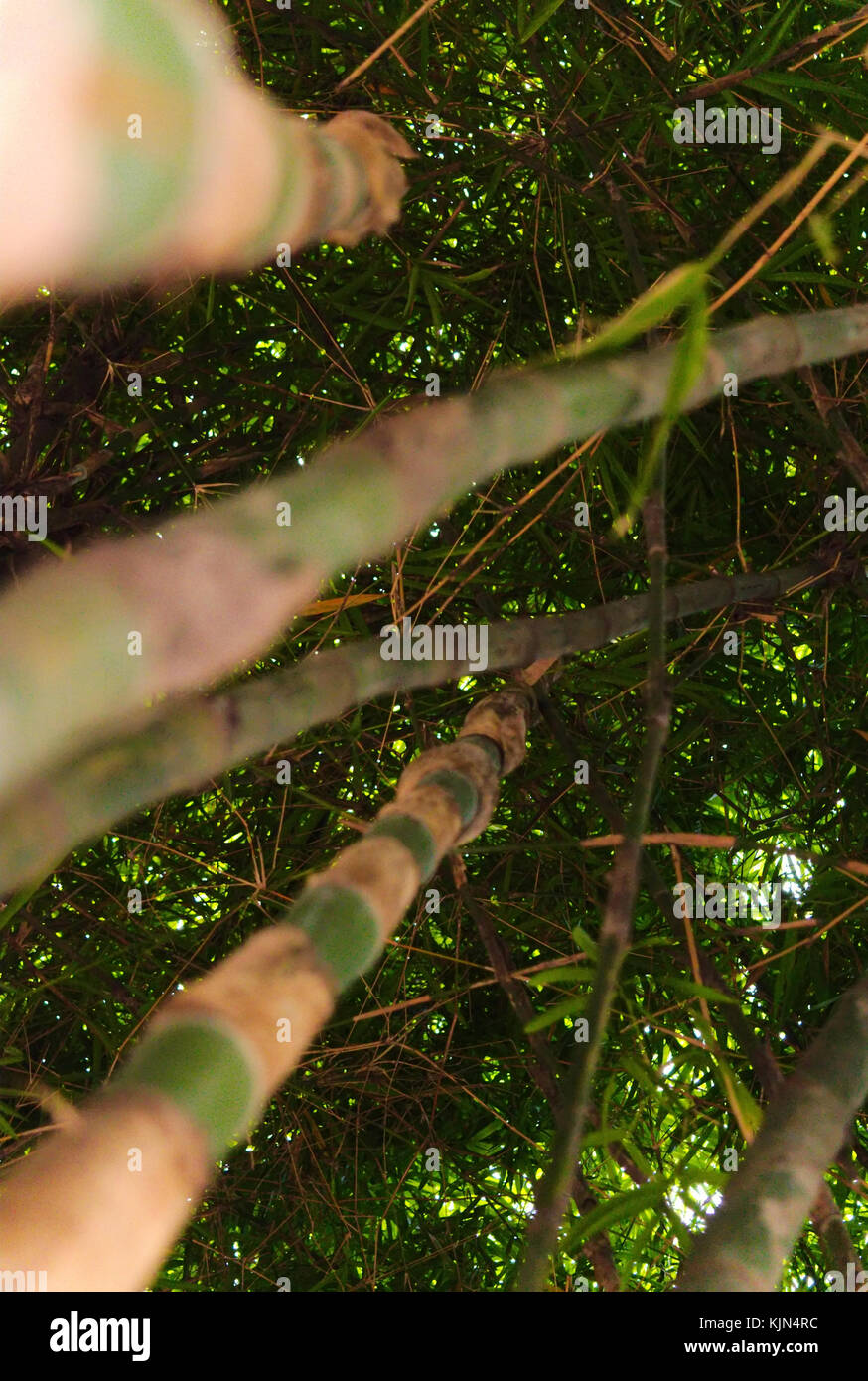 Stand of bamboo Stock Photo - Alamy