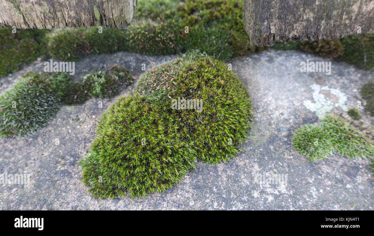 moss on the stone Stock Photo - Alamy