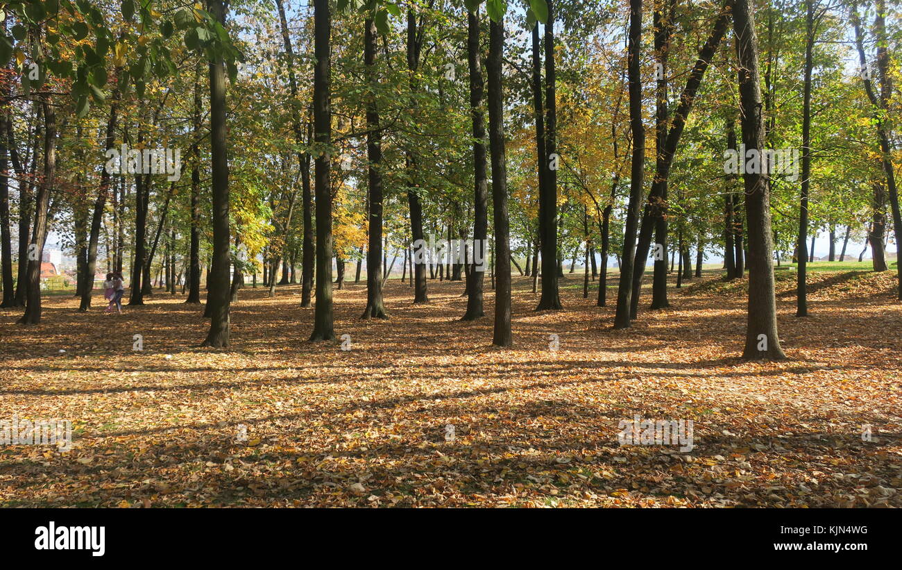 wood in autumn Stock Photo - Alamy