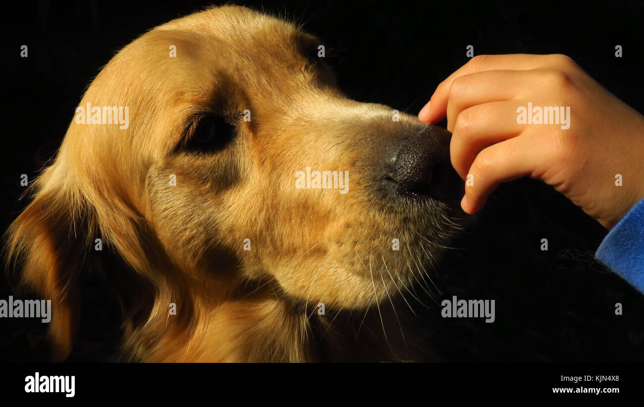 golden retriever head Stock Photo - Alamy