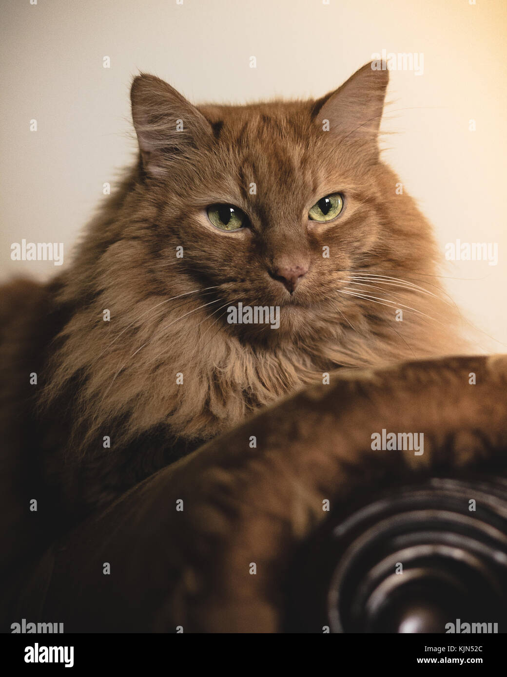 Orange Tabby Cat Stock Photo - Alamy