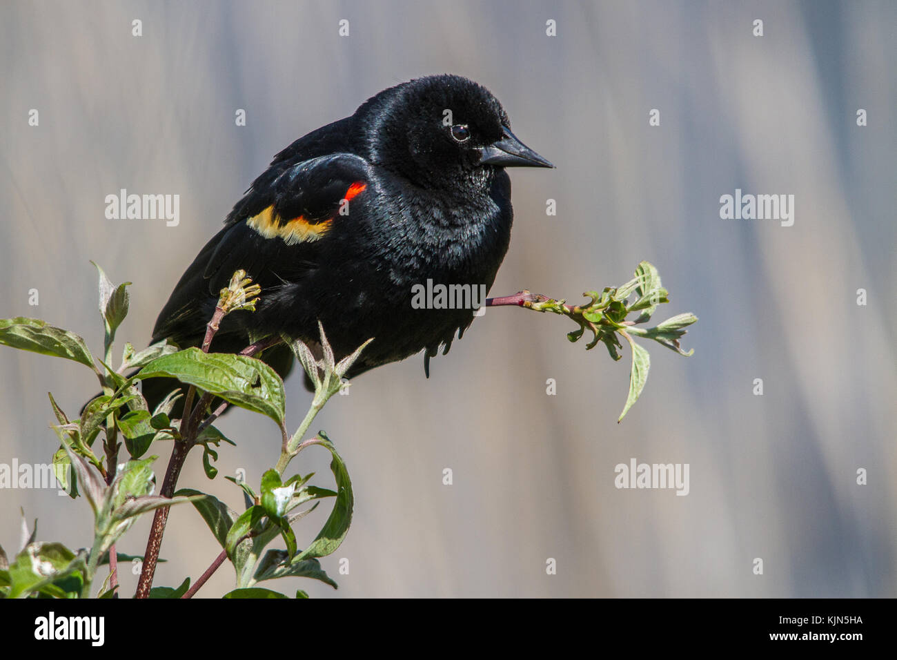 Mingo Swamp High Resolution Stock Photography and Images - Alamy