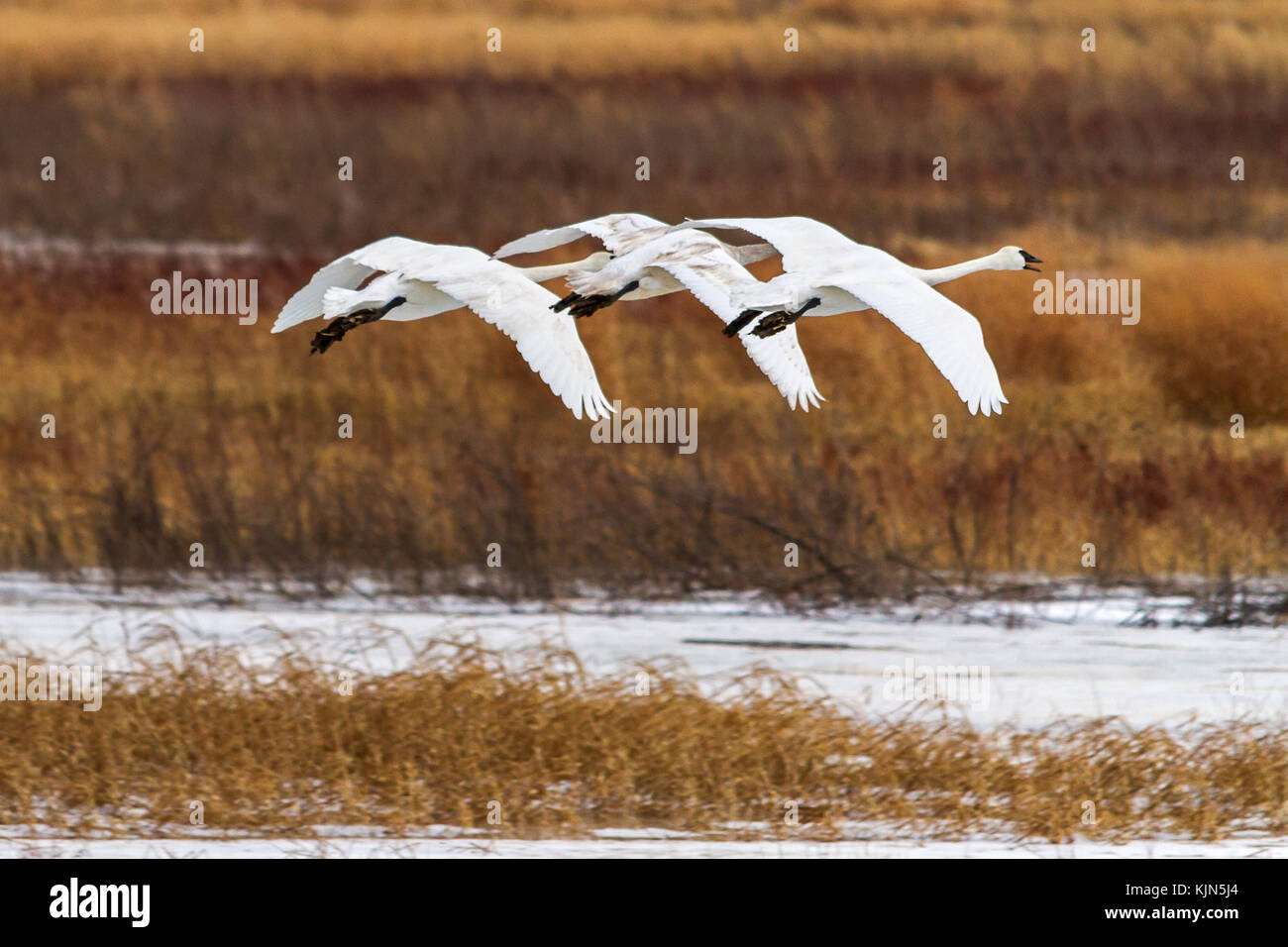 Trumpeter Swans in flight Stock Photo - Alamy