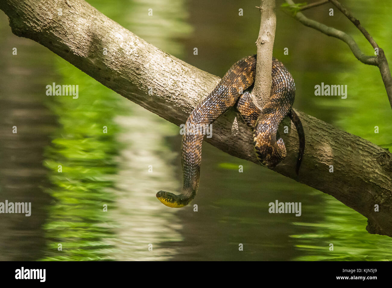 Cottonmouth in Mingo Swamp Stock Photo - Alamy