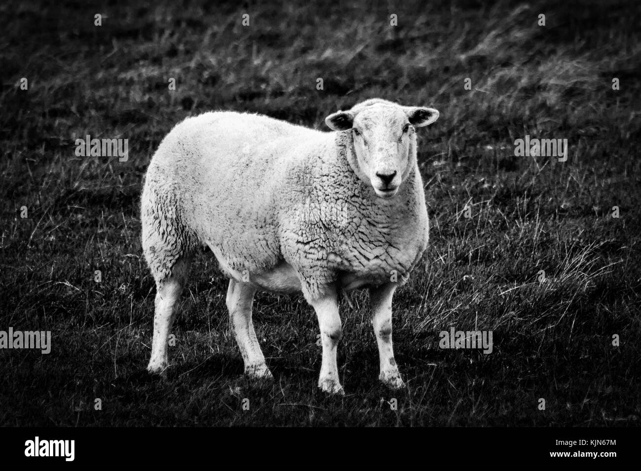 Ewe looking at me Stock Photo - Alamy