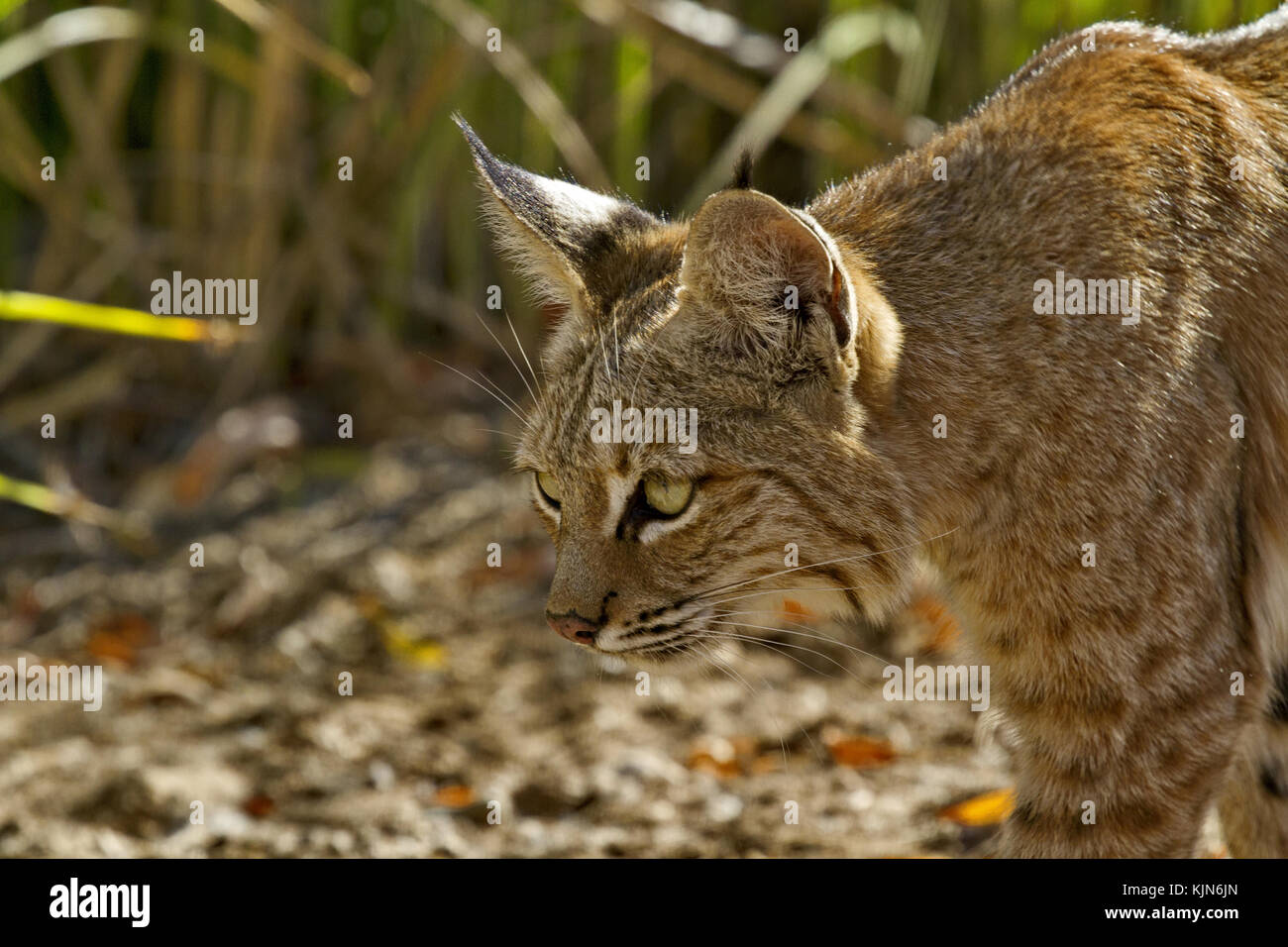 Bobcat is predator stalking prey with vigilant stealth at Sweetwater ...