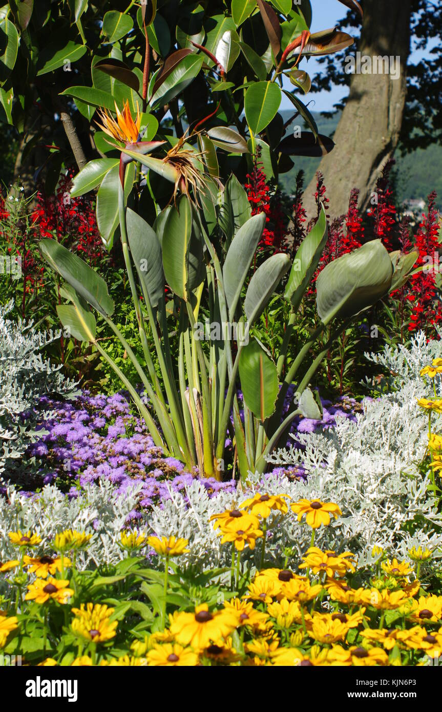 Garden with plenty of blooming Flowers Stock Photo - Alamy