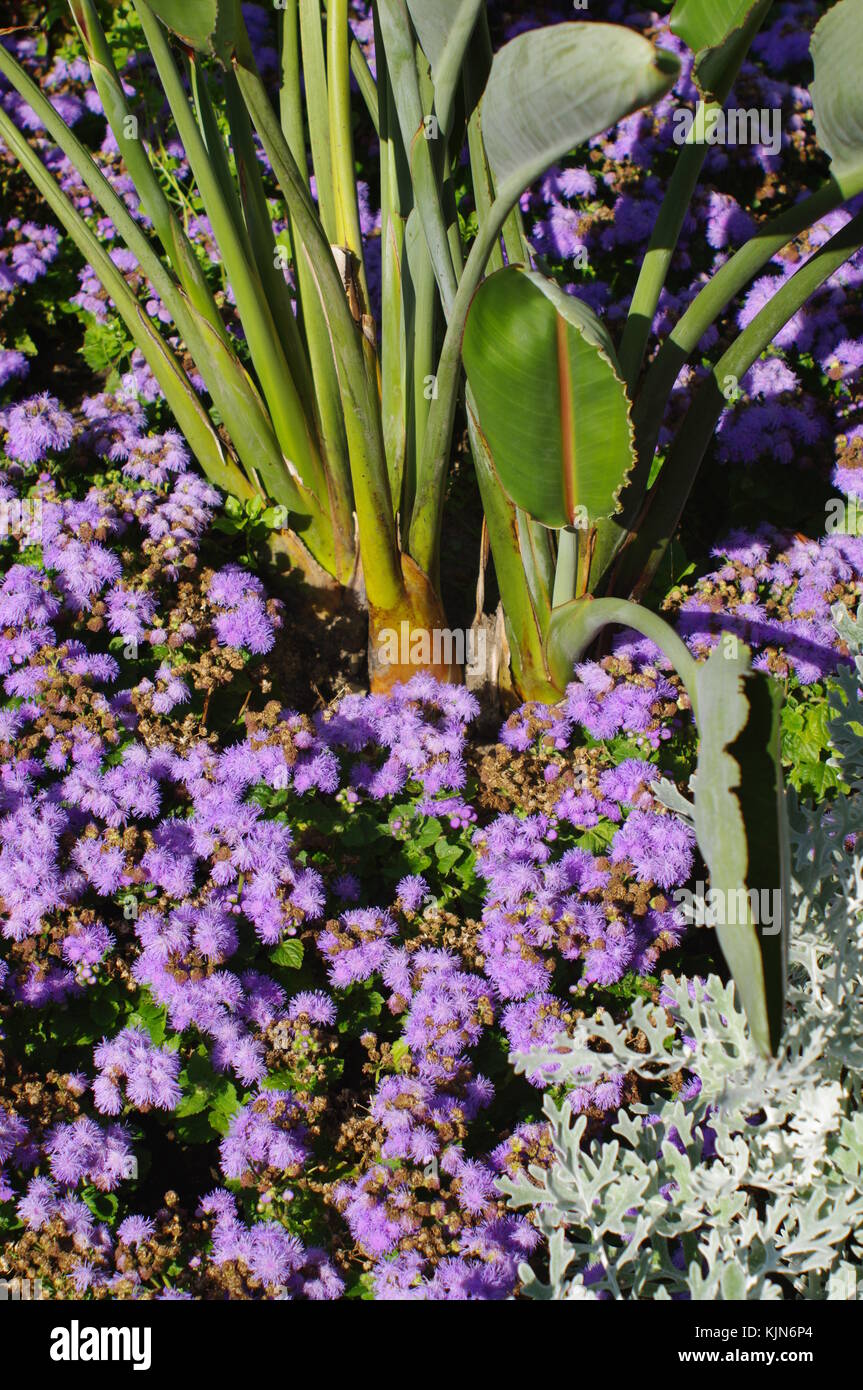 Garden with plenty of blooming Flowers Stock Photo - Alamy
