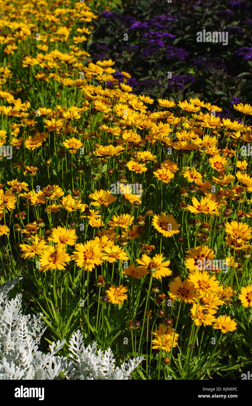 Garden with plenty of blooming Flowers Stock Photo - Alamy