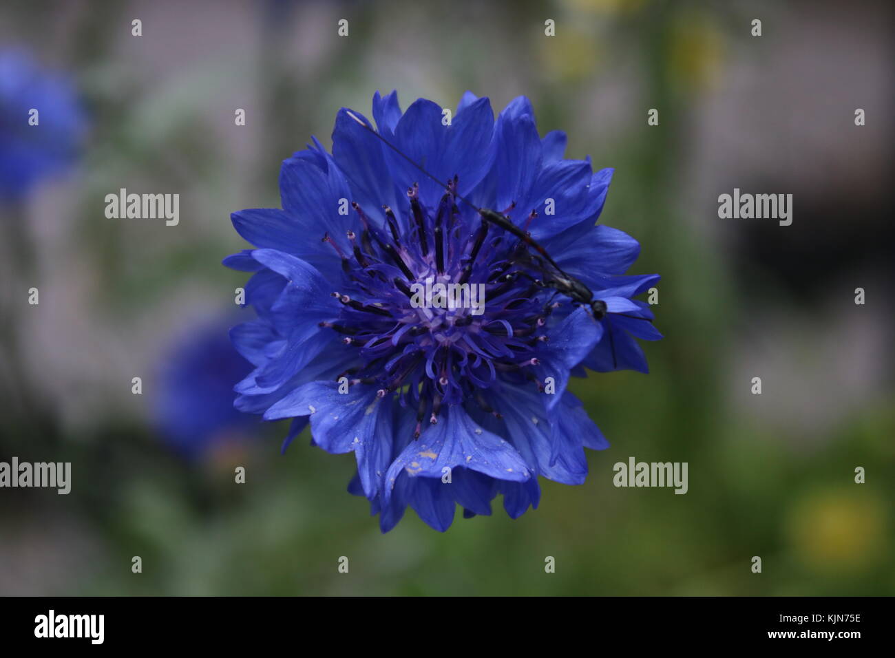 macro close up photo of blue flower with blurred background Stock Photo ...