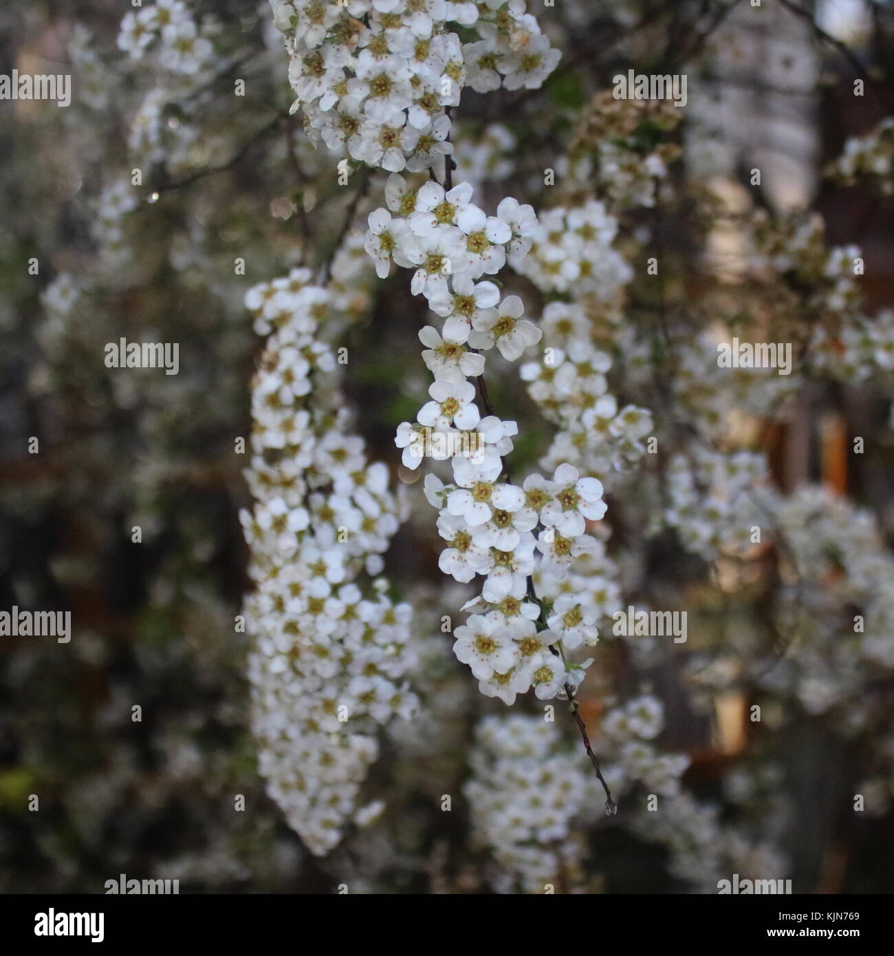 tiny white blossom flowers on branches in summer Stock Photo - Alamy