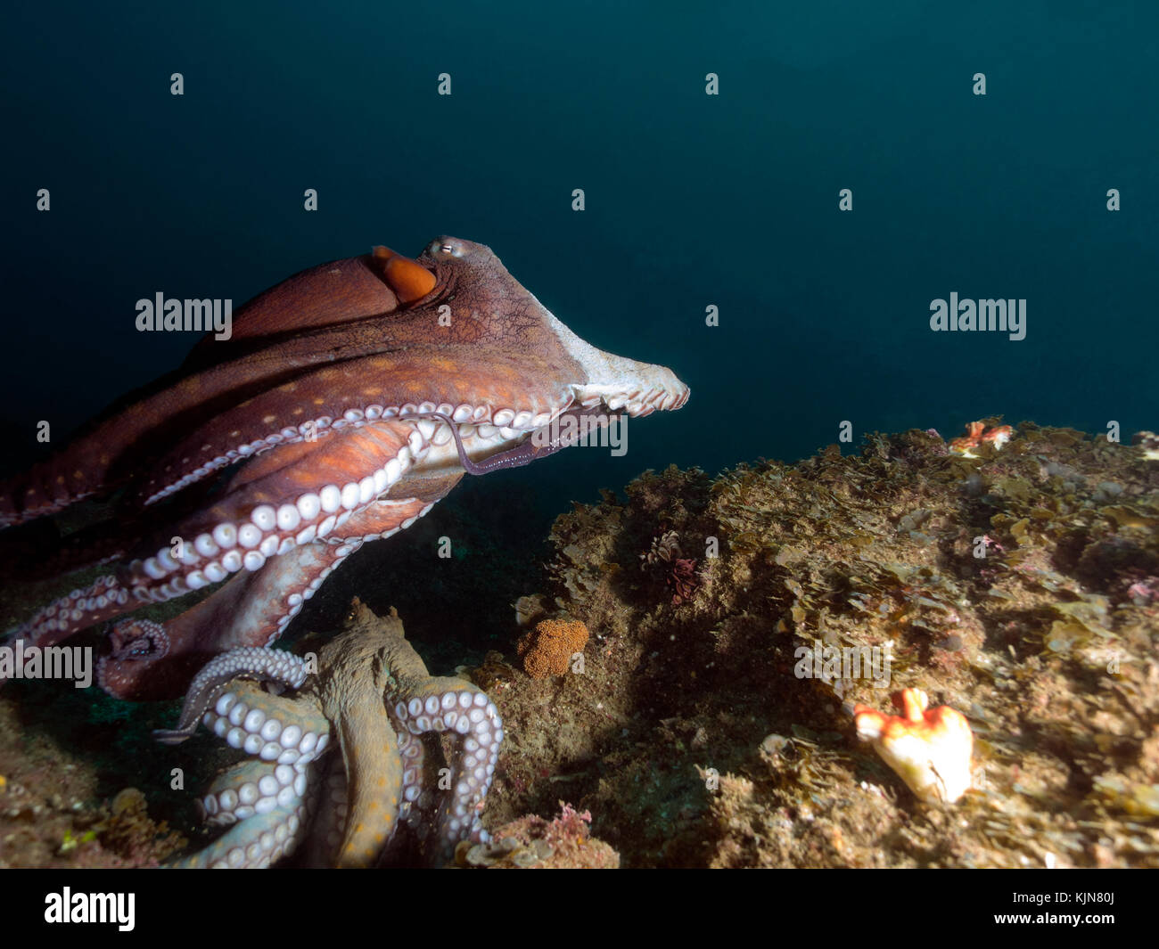 Sydney Day Octopus from Julian Rocks dive site Byron Bay Australia ...