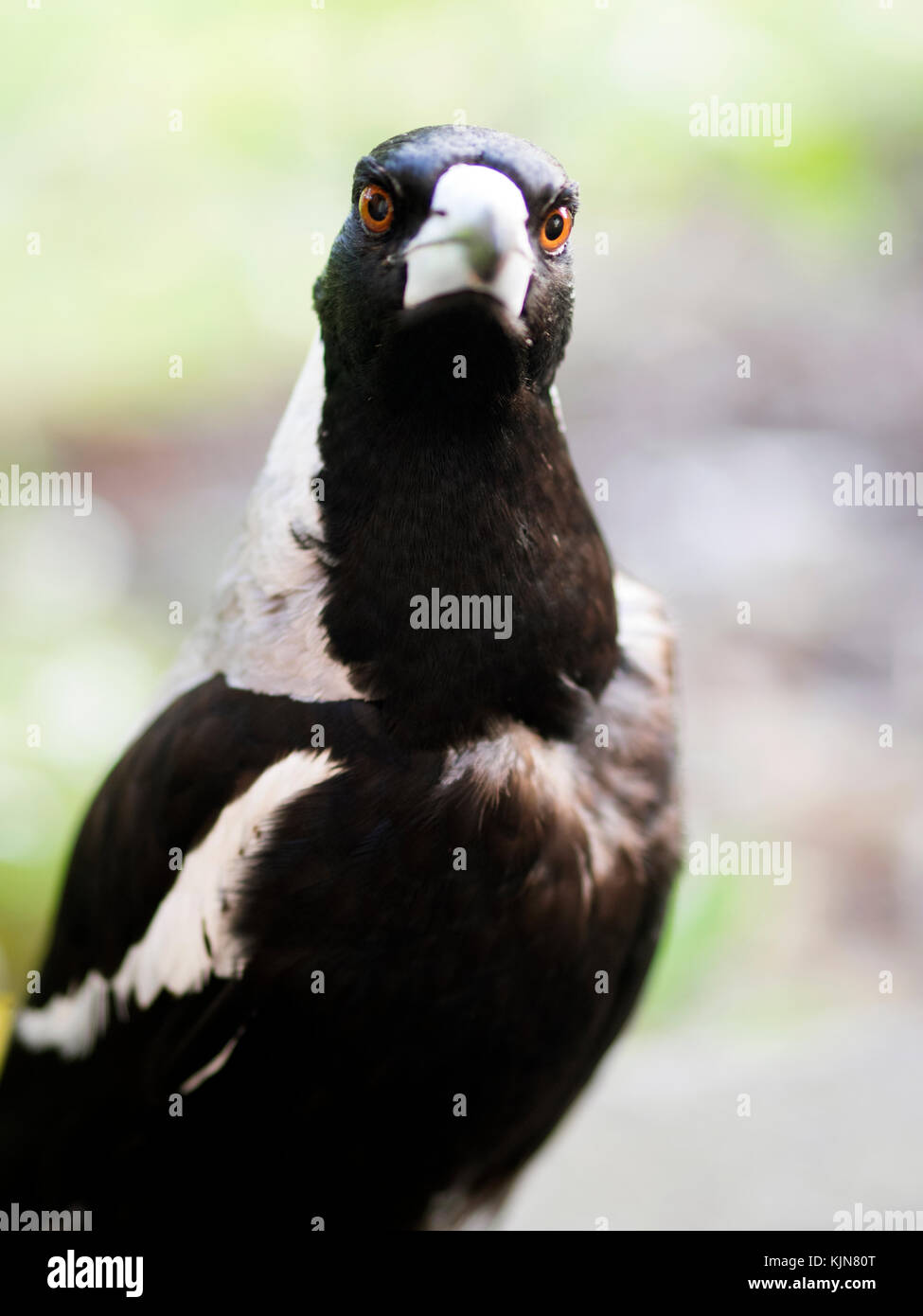 Magpieportrait hi-res stock photography and images - Alamy