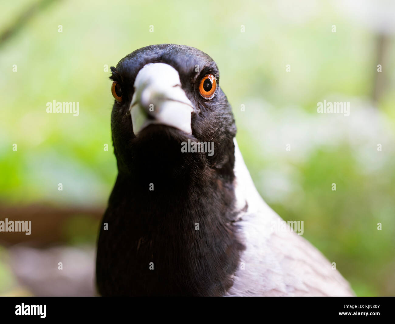 A very friendly Magpie that like having his photo taken Stock Photo - Alamy