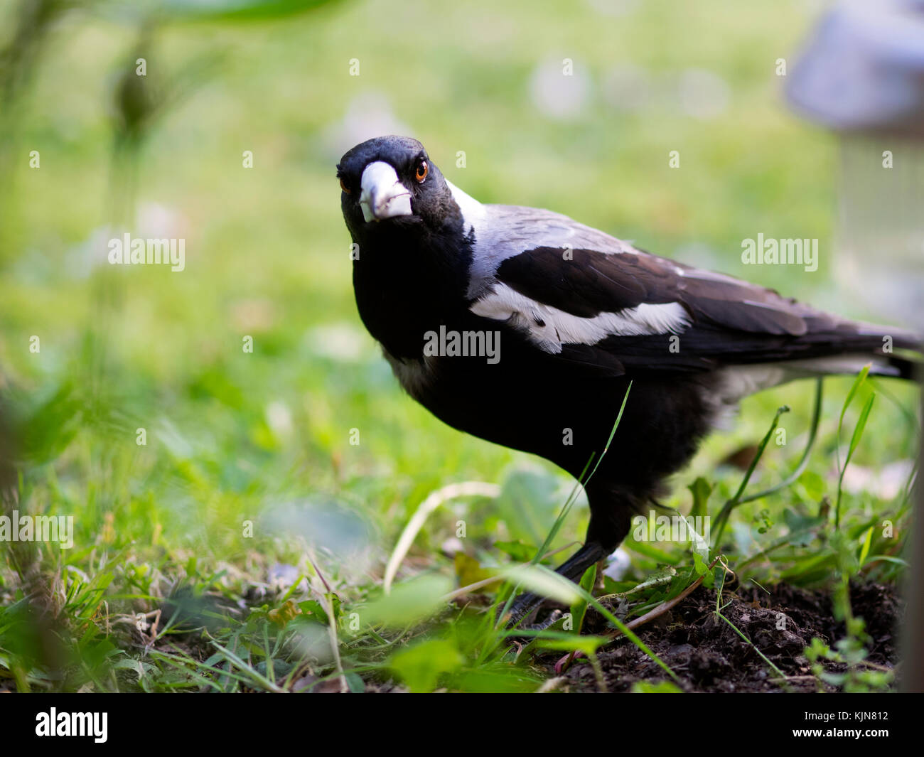 A very friendly Magpie that like having his photo taken Stock Photo - Alamy