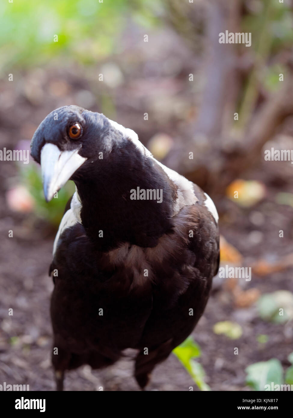 A very friendly Magpie that like having his photo taken Stock Photo - Alamy
