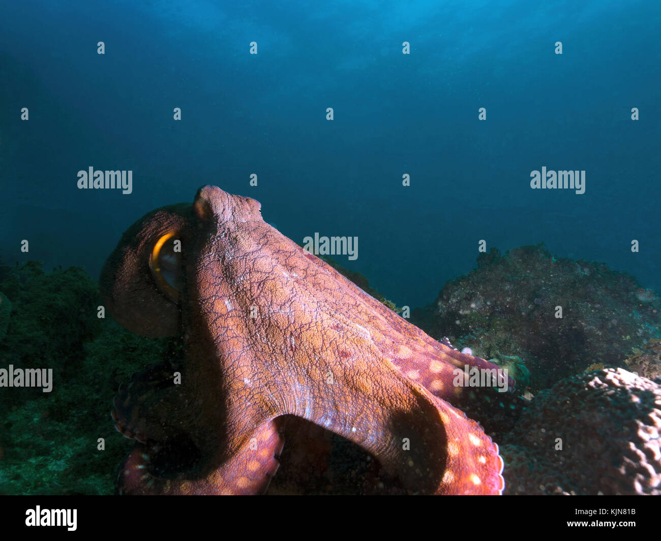 Sydney Day Octopus from Julian Rocks dive site Byron Bay Australia ...