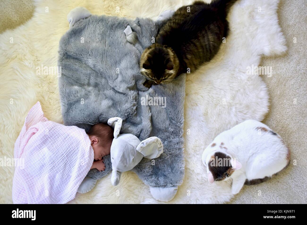 Newborn baby with cat sibling hi-res stock photography and images - Alamy