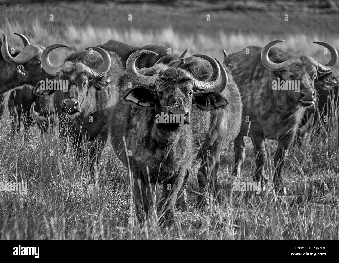 African Buffalo in Southern African savanna Stock Photo - Alamy