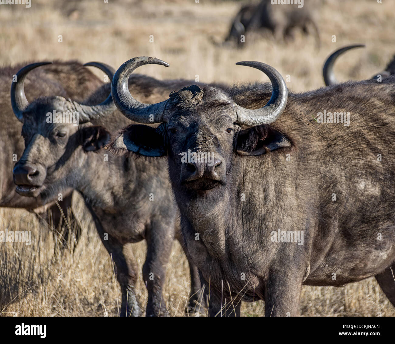 African Buffalo in Southern African savanna Stock Photo - Alamy