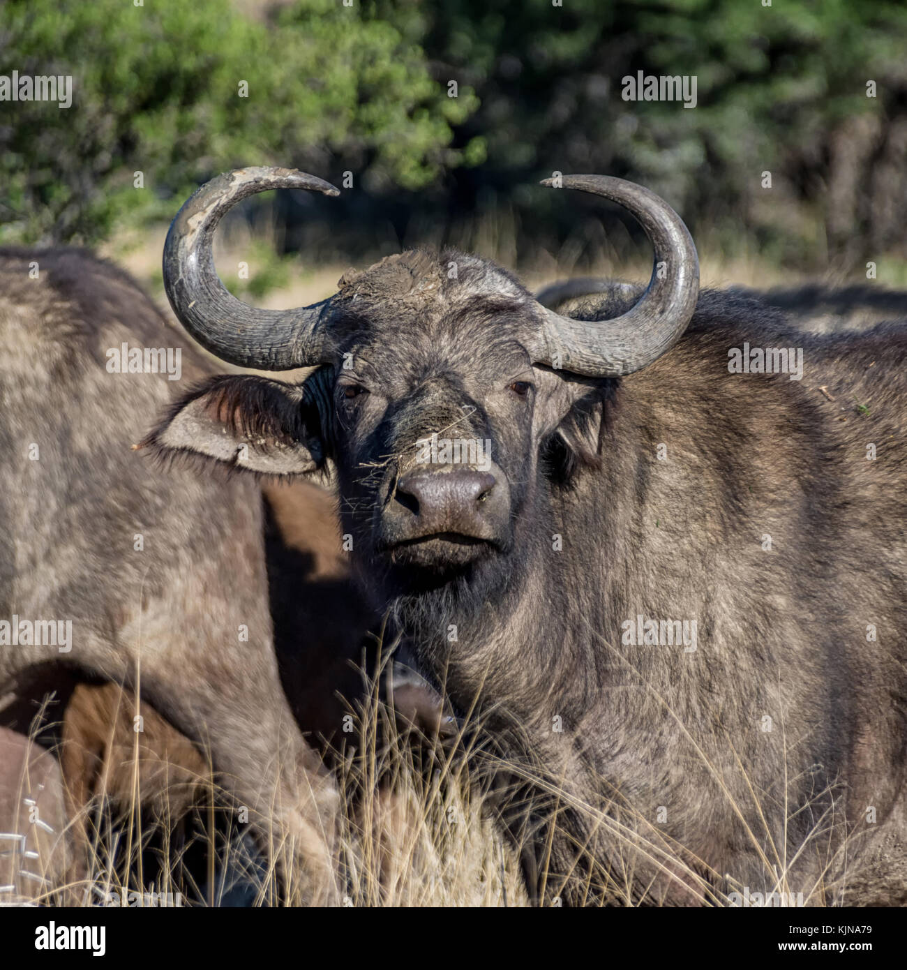 African Buffalo in Southern African savanna Stock Photo - Alamy