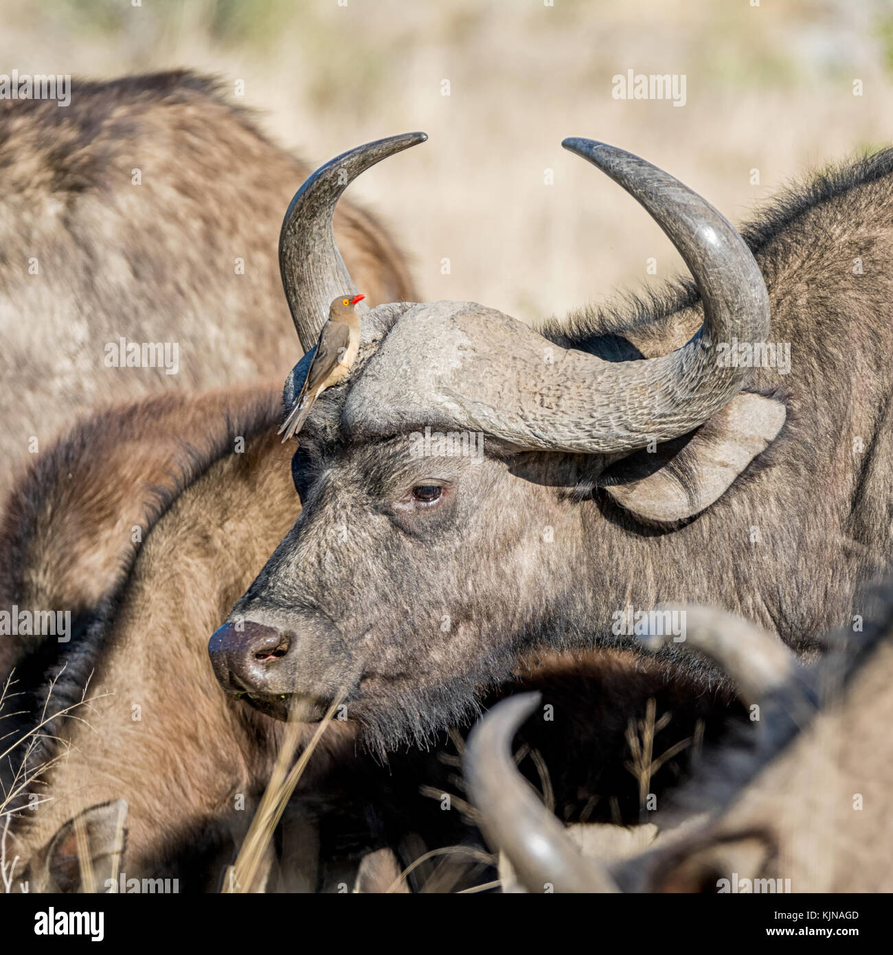 African Buffalo with Oxpecker birds in Southern African savanna Stock ...