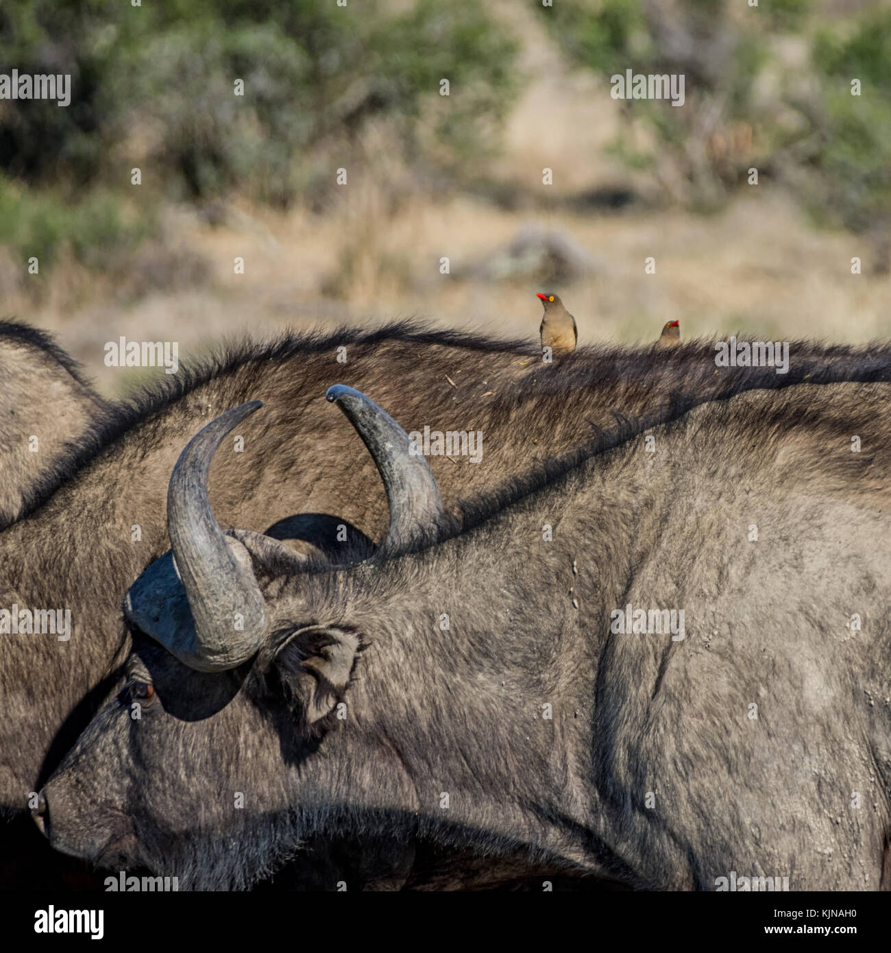 African Buffalo with Oxpecker birds in Southern African savanna Stock ...