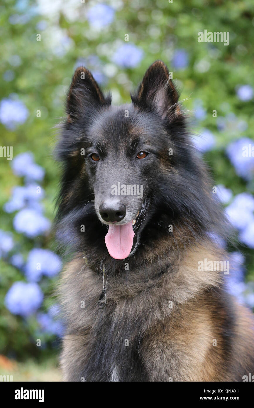 Portrait tervueren hi-res stock photography and images - Alamy