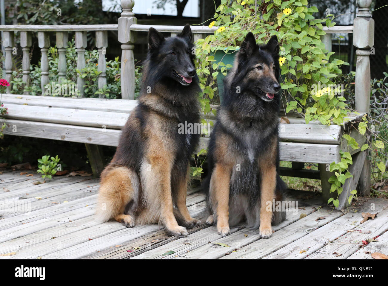 Tervueren not dog hi-res stock photography and images - Alamy