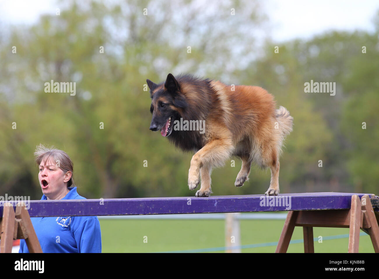 Handler and dog hi-res stock photography and images - Alamy