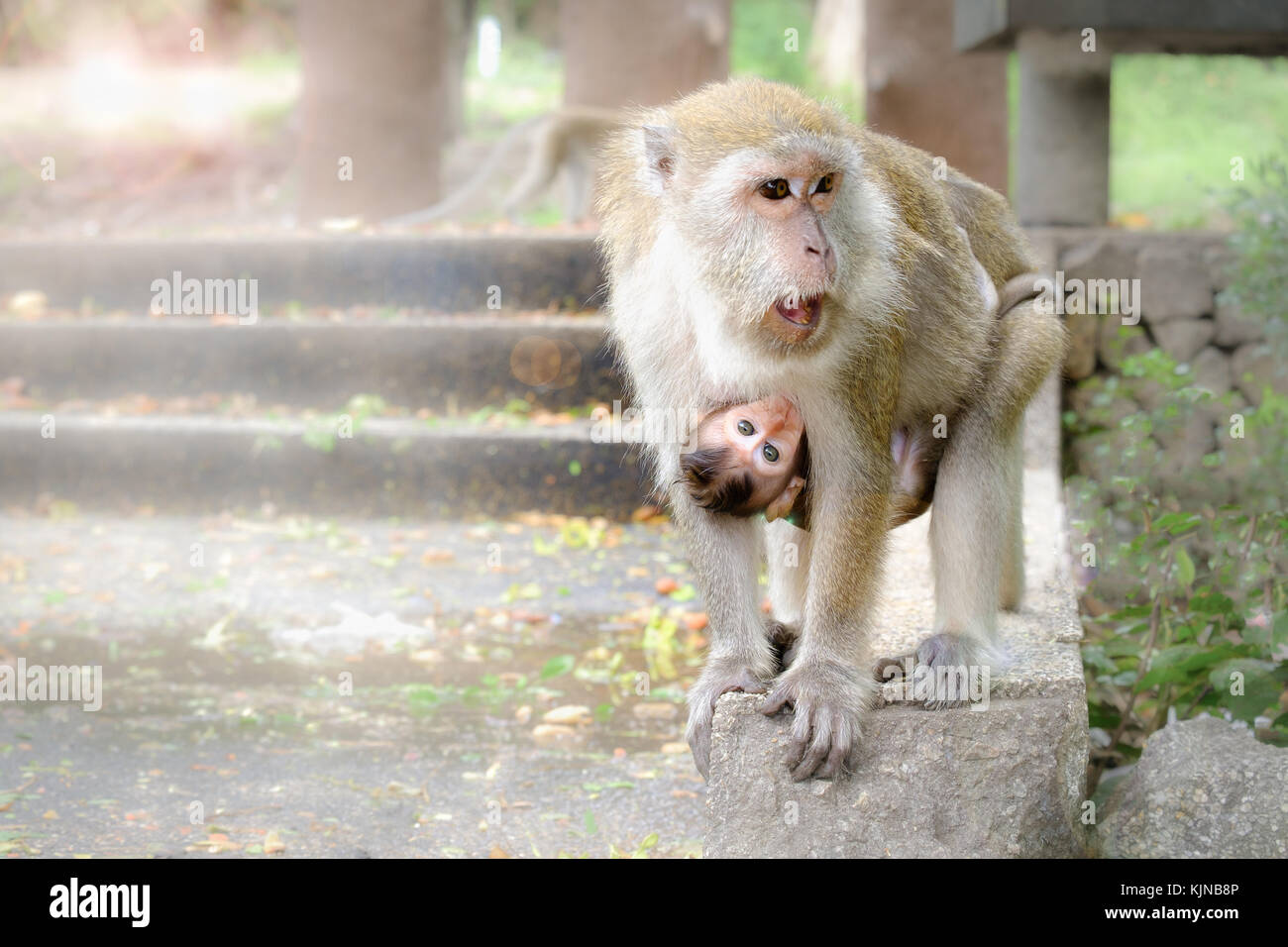 Eyes baby monkey looking straight forward and hugging mom, AF point ...