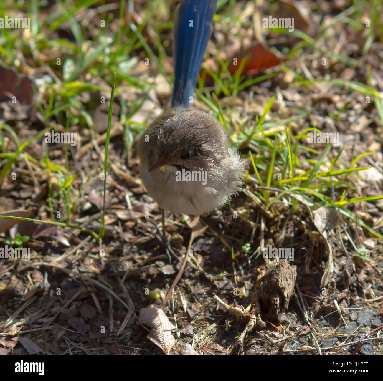 Wren Flying High Resolution Stock Photography and Images - Alamy