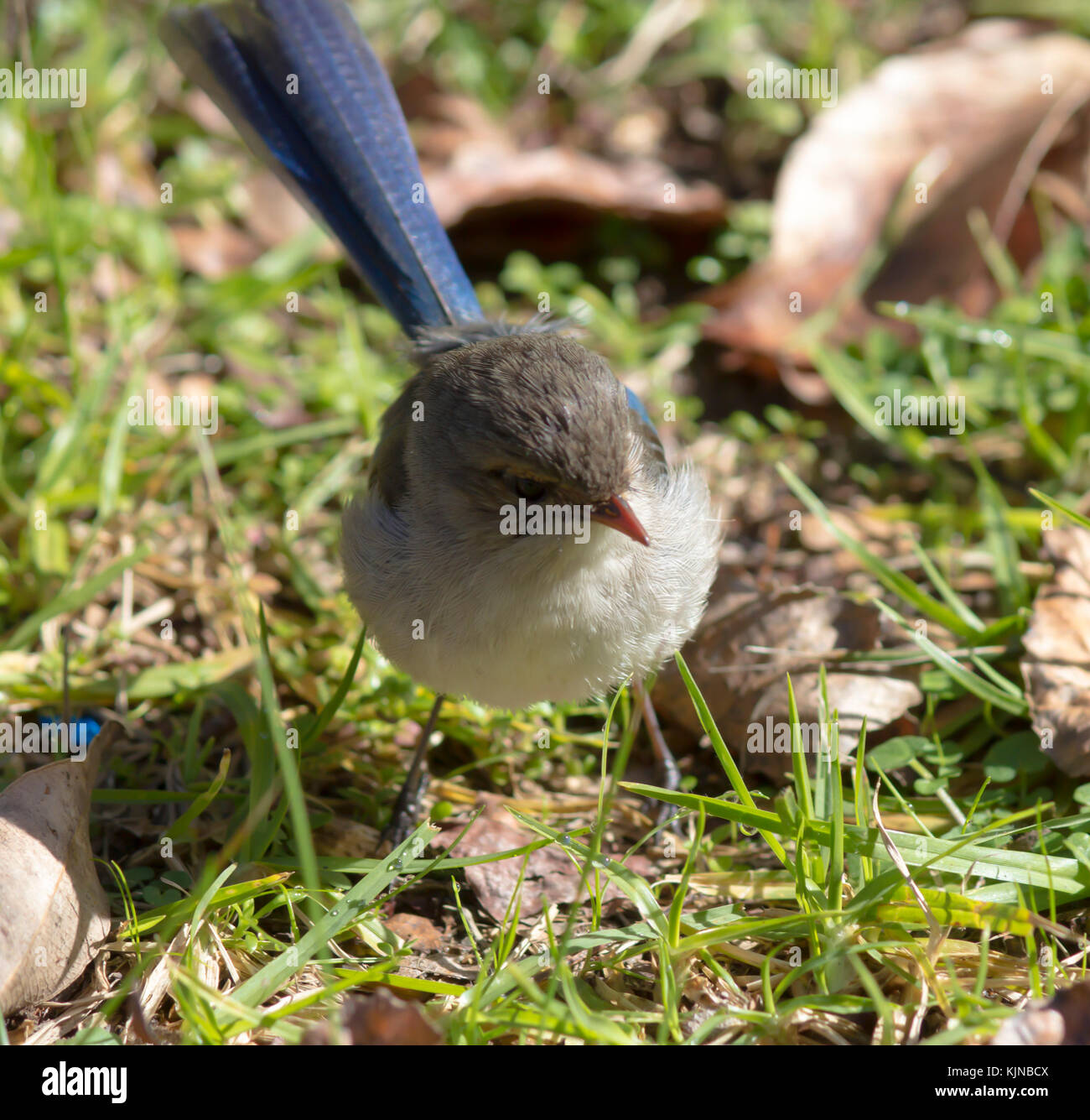 Wren Flying High Resolution Stock Photography and Images - Alamy