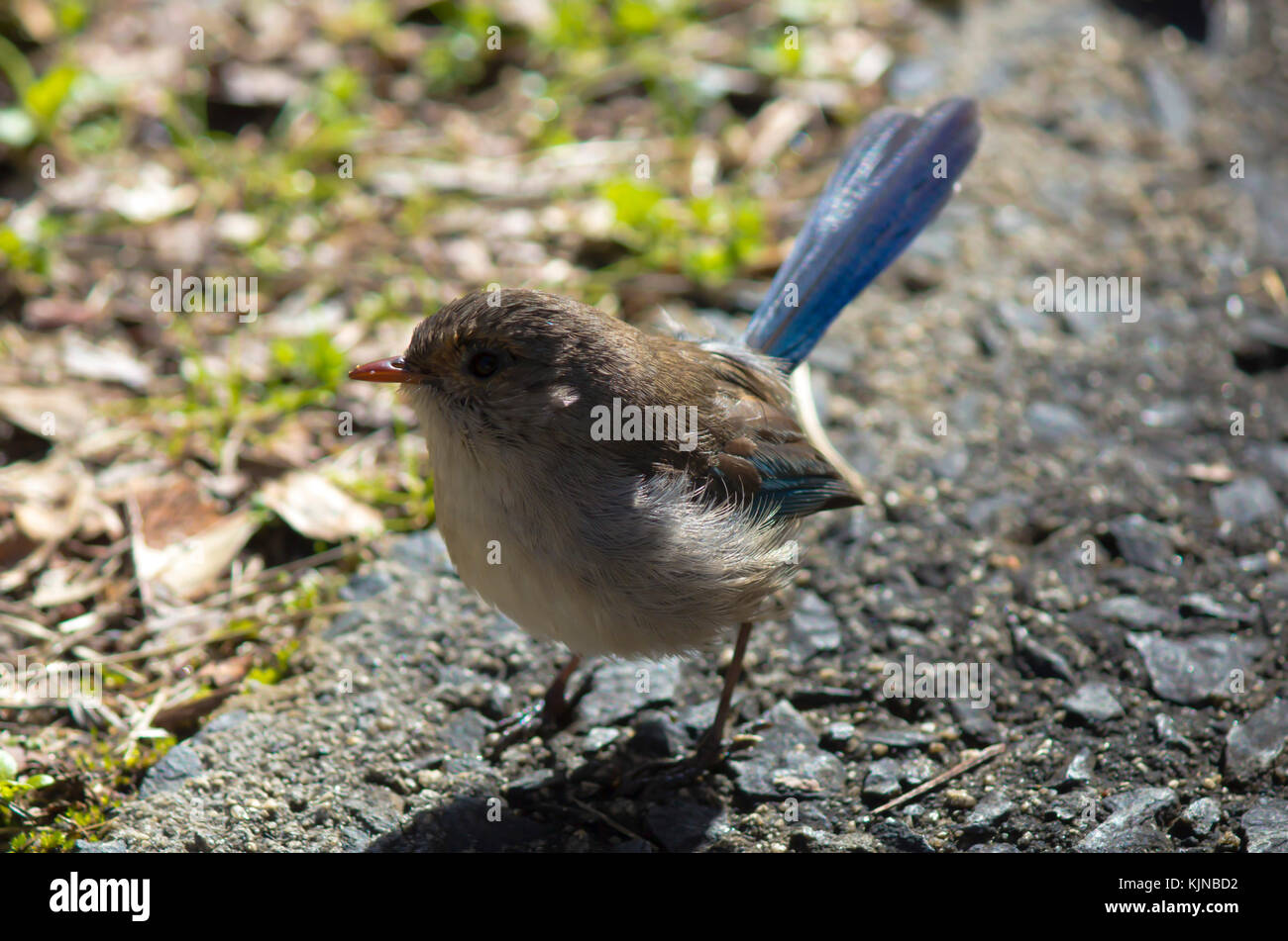 Lovely fairy wren High Resolution Stock Photography and Images - Alamy