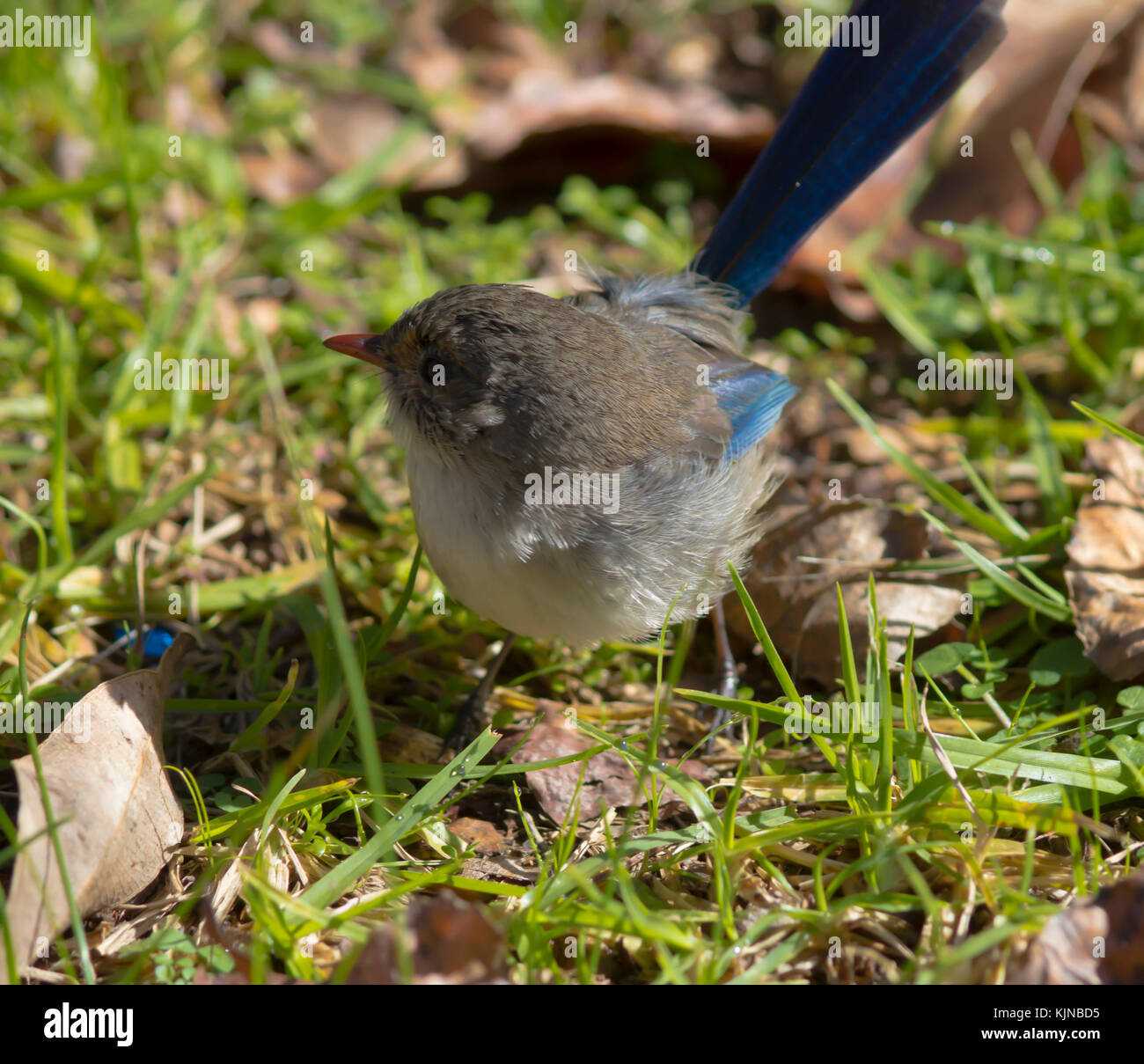 Wren Flying High Resolution Stock Photography and Images - Alamy
